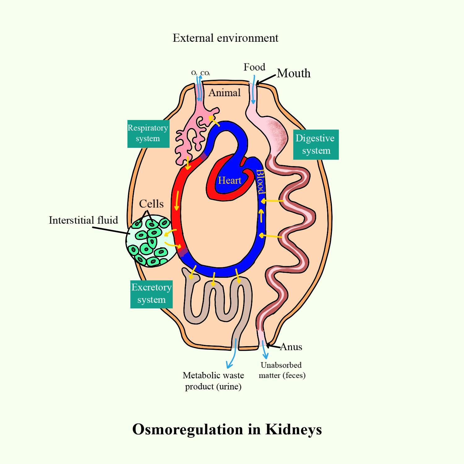 Describe how the kidneys help in osmoregulation in humans.