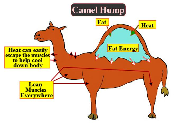 Answer the following question:Why are the camels called the “ship of ...