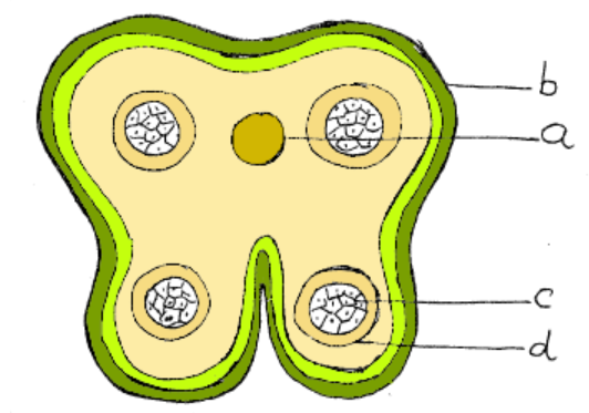 The diagram given below shows the transverse section of a young anther. Identify the parts a, b ...