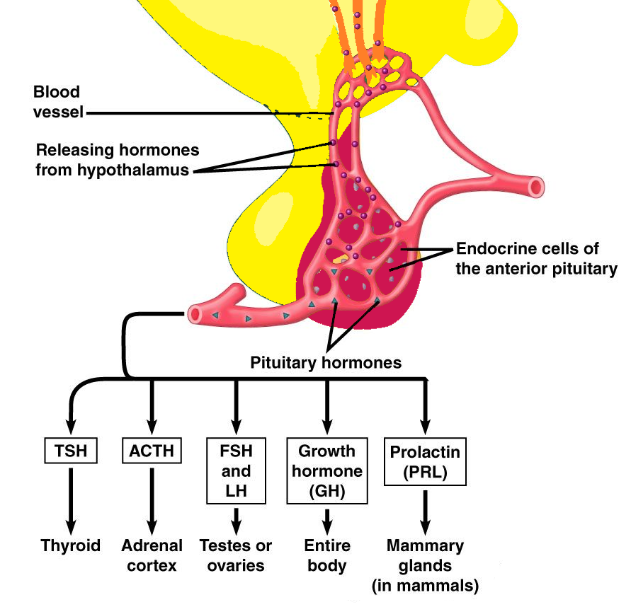 The anterior lobe of pituitary secretes A TSH ADH and class 11 biology CBSE