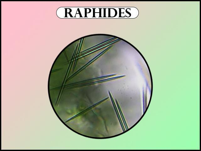 Raphides are found in a Citrus b Colocasia c Both A class 11 biology CBSE