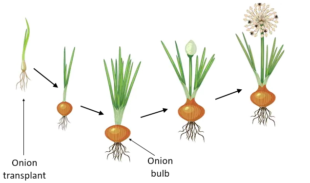 How does onion grow and describe this process?