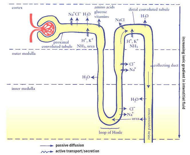 The part of nephron involved in active reabsorption class 11 biology CBSE