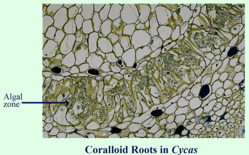 Roots in Cycas that contain symbiotic cyanobacteria class 11 biology CBSE