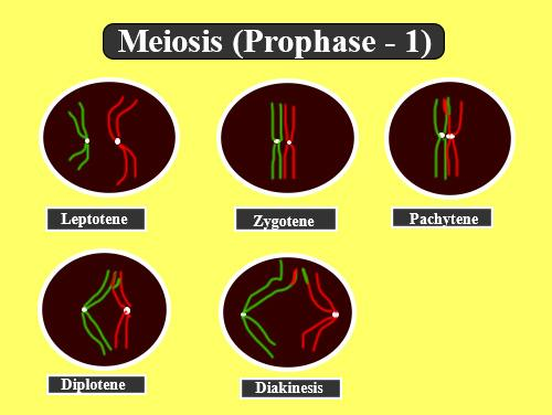 Crossing over takes place during which of the following stages?(a ...
