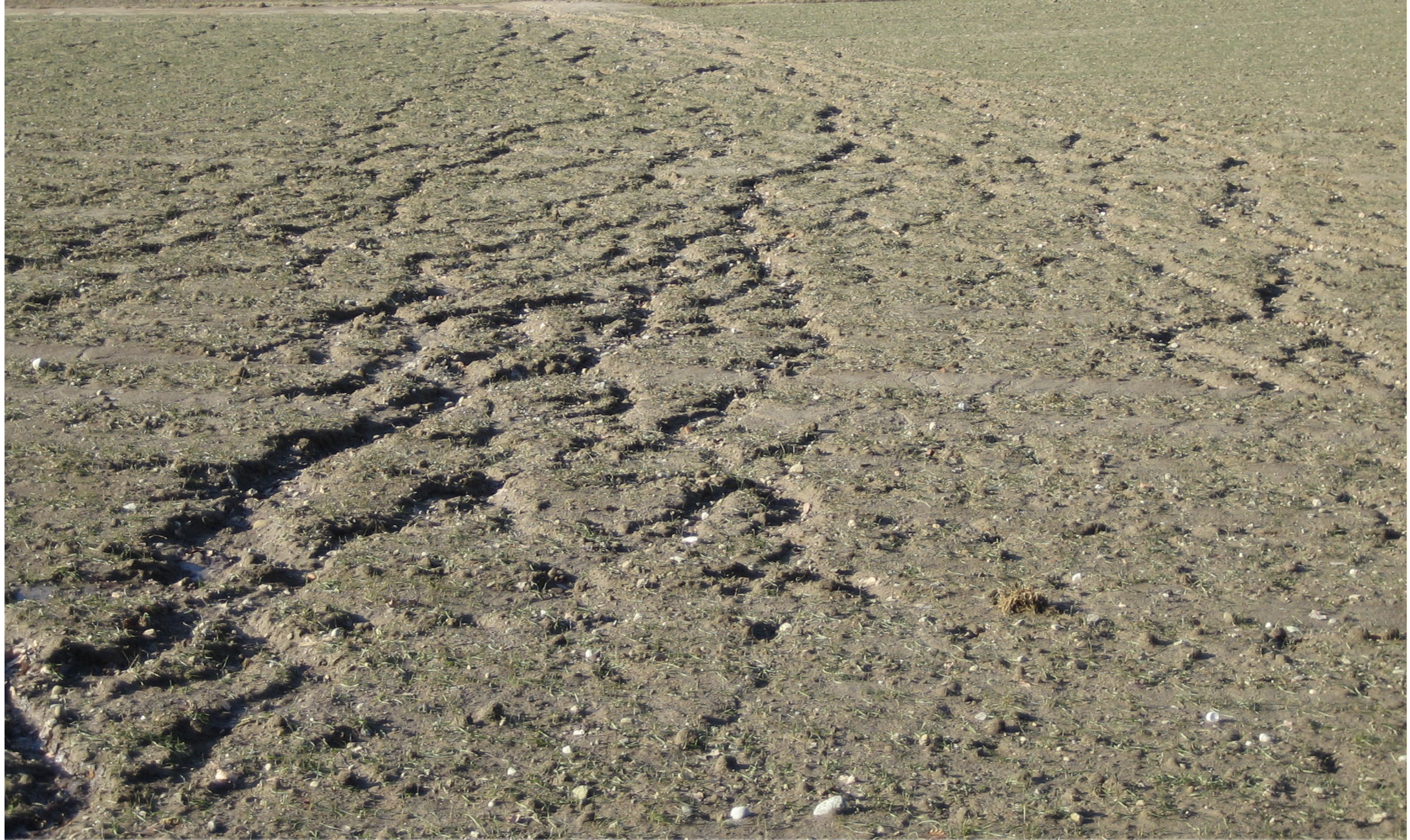 Soil erosion can be prevented by(a) Restricted human activity(b) Good ...