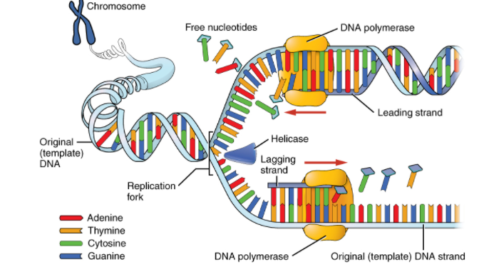 What is Primase in DNA Replication?