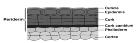 Phellem phellogen and phelloderm together form aPerisperm class 11 ...