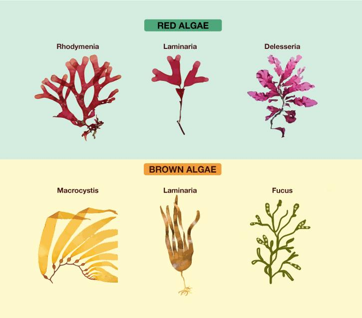Differentiate between red algae and brown algae.