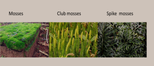 Bryophyta includes aMosses bClub mosses cSpike mosses class 11 biology CBSE