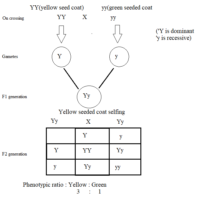 a) Explain a monohybrid cross seed coat color as a trait Pisum sativum ...