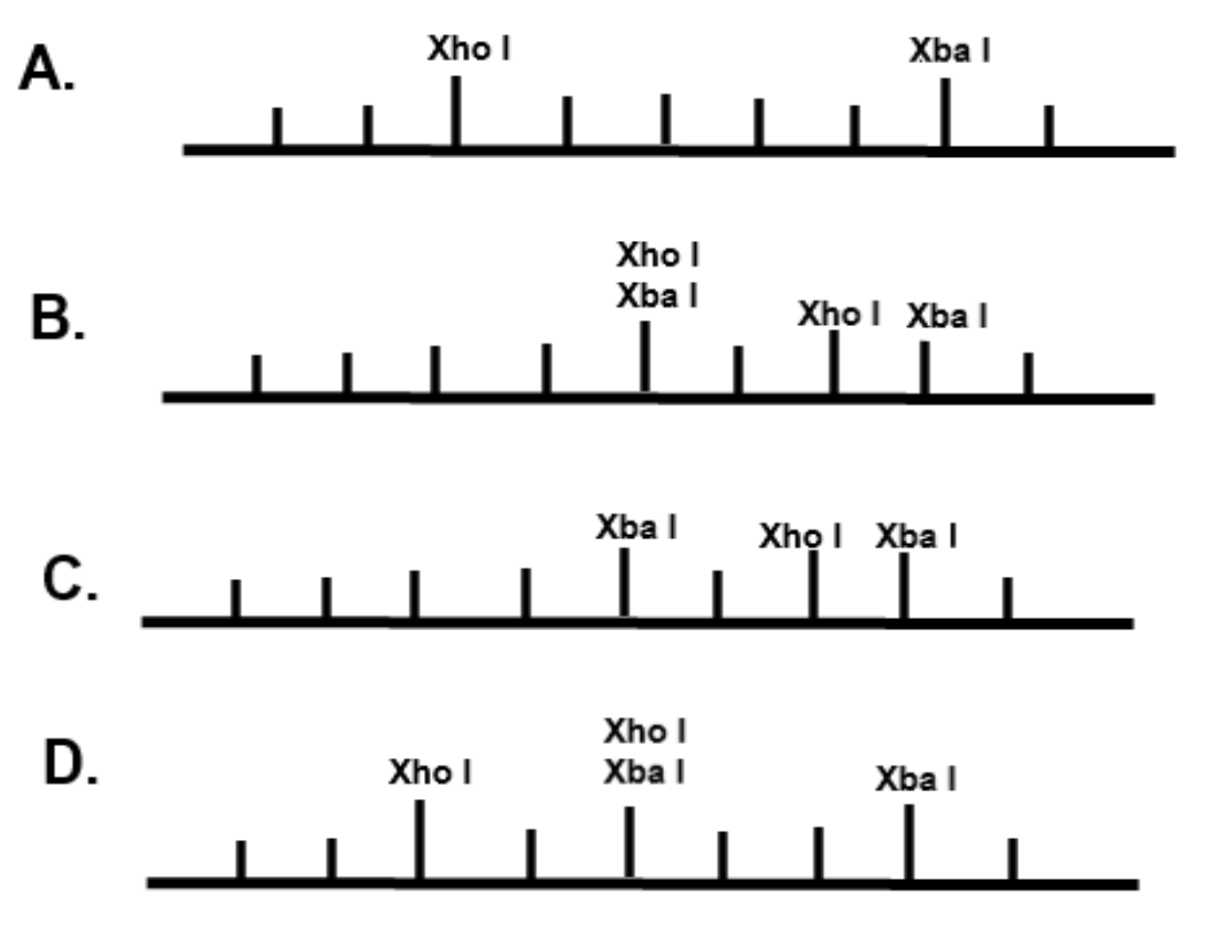 The restriction enzyme XhoI and XbaI were used to digest a linear fragment of DNA at a specific ...