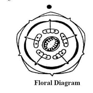 In the members of family Malvaceae anthers are described class 11 ...