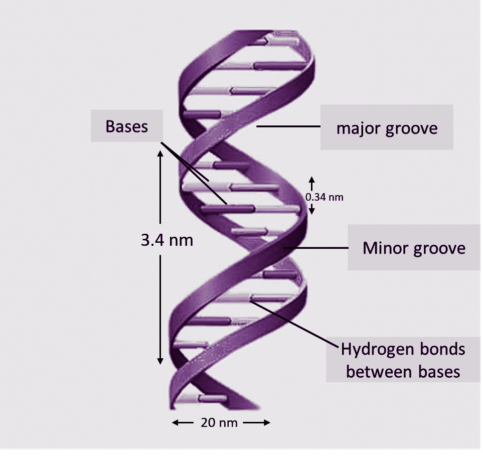 Given the figure represents the DNA double helix model proposed by Watson and Crick (1953 ...