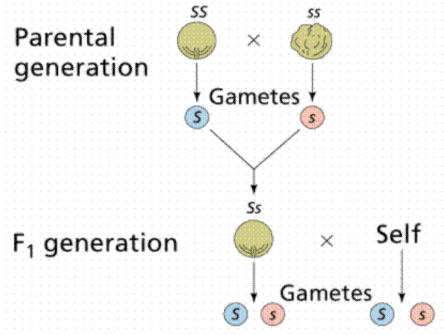 What is parental generation class 12 biology CBSE