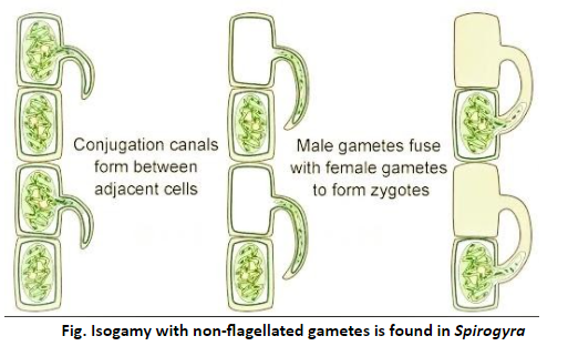 Which one shows isogamy with nonflagellated gametes class 11 biology CBSE