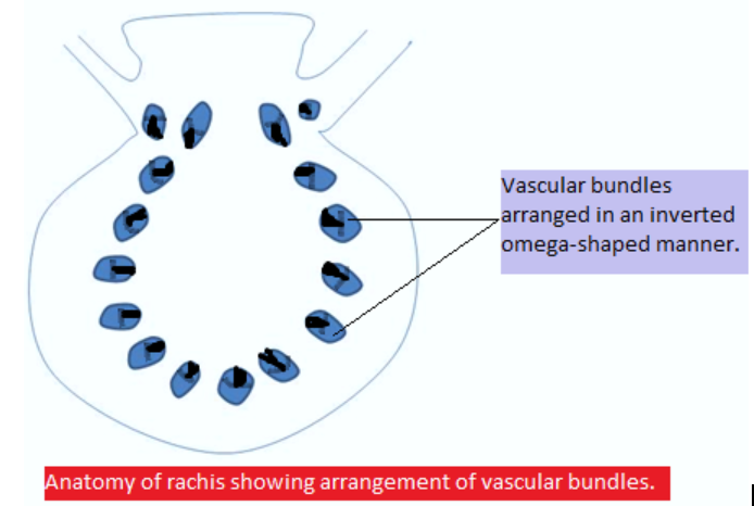 Inverted omega-shaped arrangement of vascular bundles is found inA ...