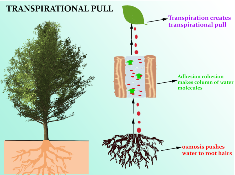 Which of the following contributes most to the transport of water from ...