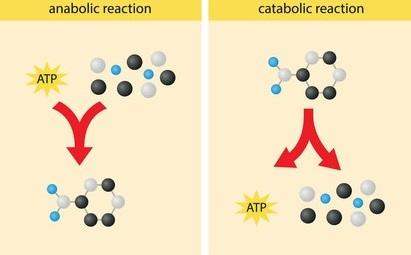 Anabolic reactions are always endergonic reactions class 11 biology CBSE