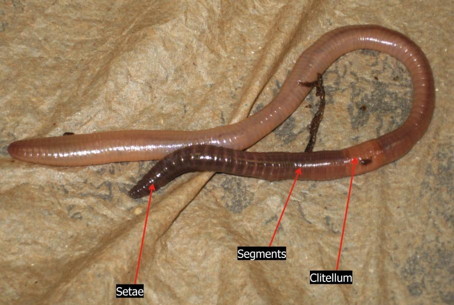 In earthworms setae are present in all segments exceptA. First and the ...