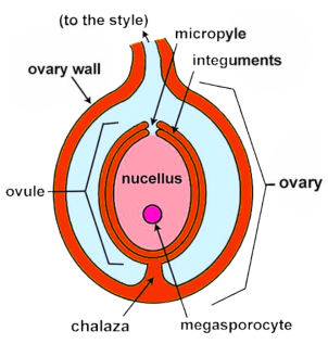 Which of the following floral parts forms pericarp class 12 biology NEET_UG