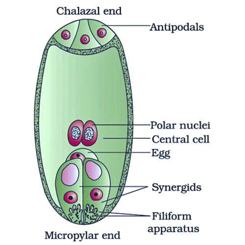 The filiform apparatus is present in A Synergids B class 11 biology CBSE