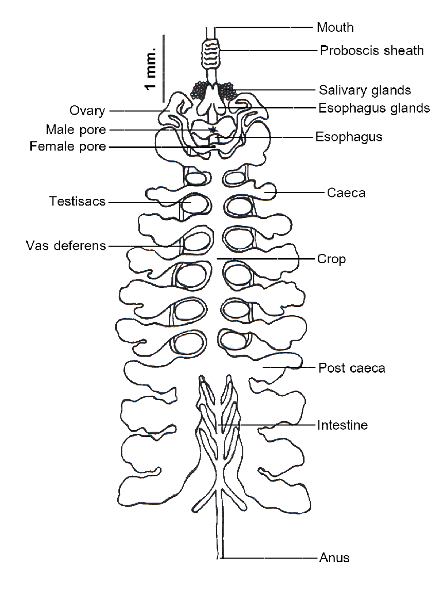 Intestinal caeca of earthworm lies betweenA. 22- 26 segmentsB. 20- 24 ...