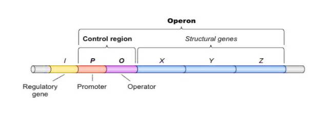 In the operon concept, the regulator gene producesA. RepressorB ...