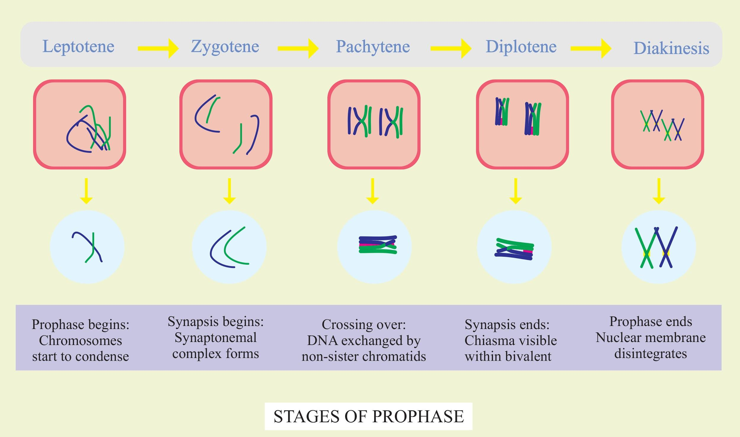 The terminalization occurs during aLeptotene to diplotene class 11 ...
