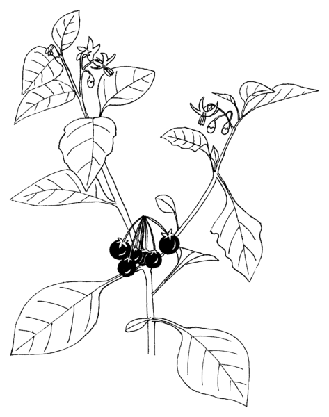 Draw a floral diagram for Solanum nigrum class 11 biology NEET_UG