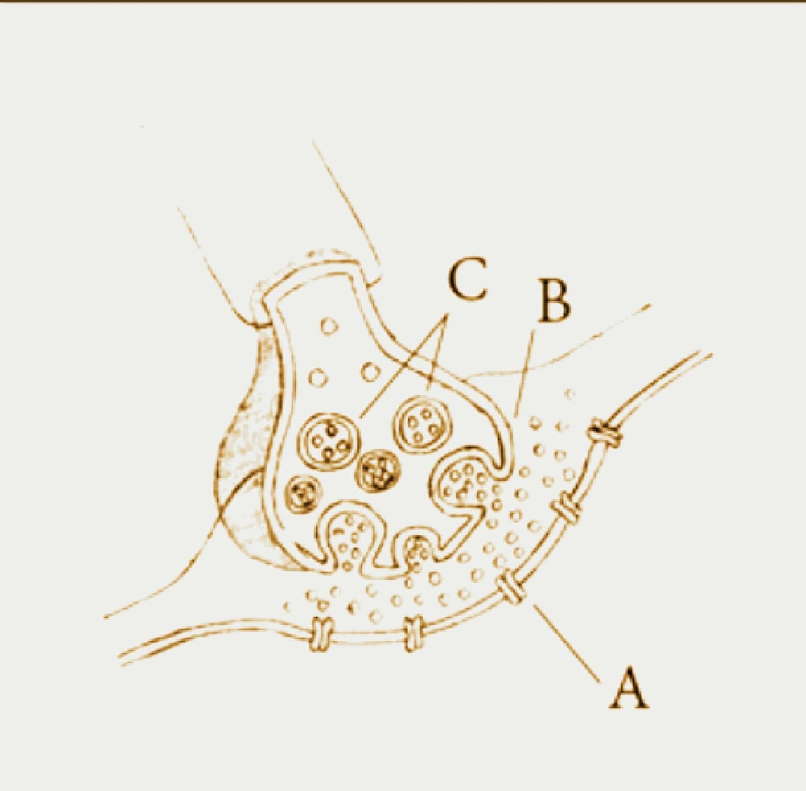 A diagram showing axon terminal and synapse is given. Identify correctly at least two of A-C.\n ...