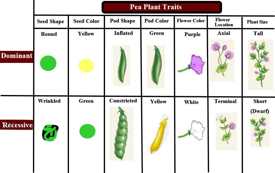 Name any four characters of the pea plant based on class 11 biology CBSE
