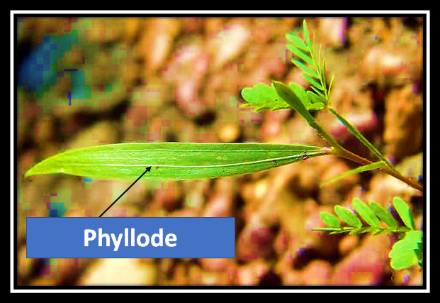 A modification of leaf is _____________.(a)Phyllode(b)Phylloclade(c ...
