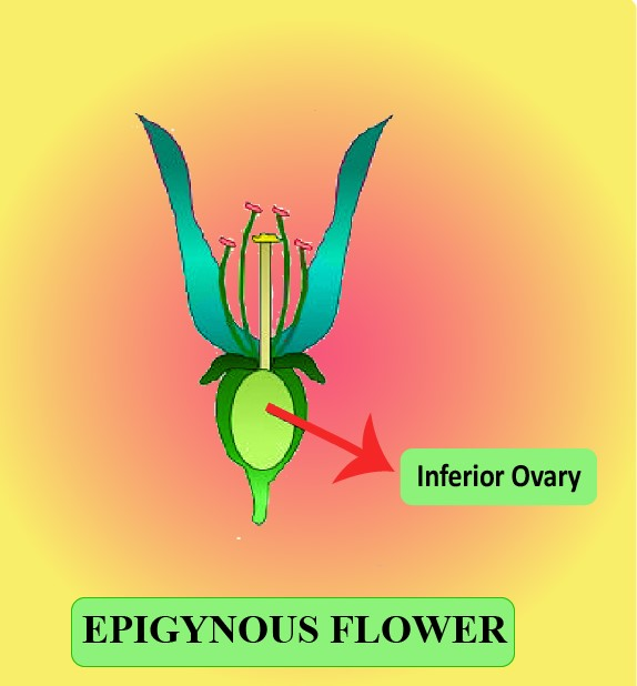 Epigynous flowers are present in (a) Mustard(b) Brinjal(c) China rose(d ...