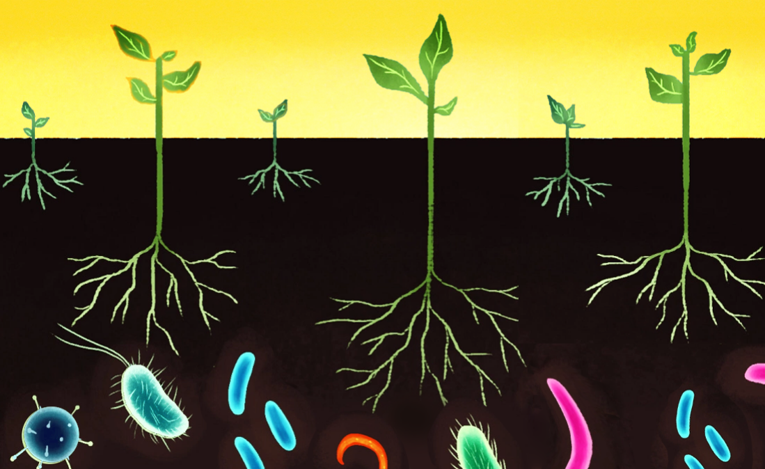What is the role of microbes in compost production?
