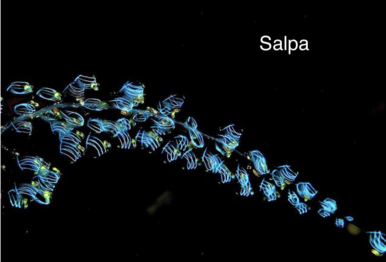 Sapla and Doliolum belongs to(a) Hemichordata(b) Cephalochordata(c ...