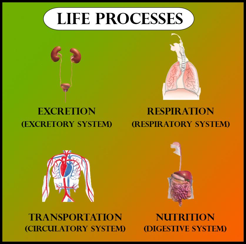 What is living class 11 biology CBSE