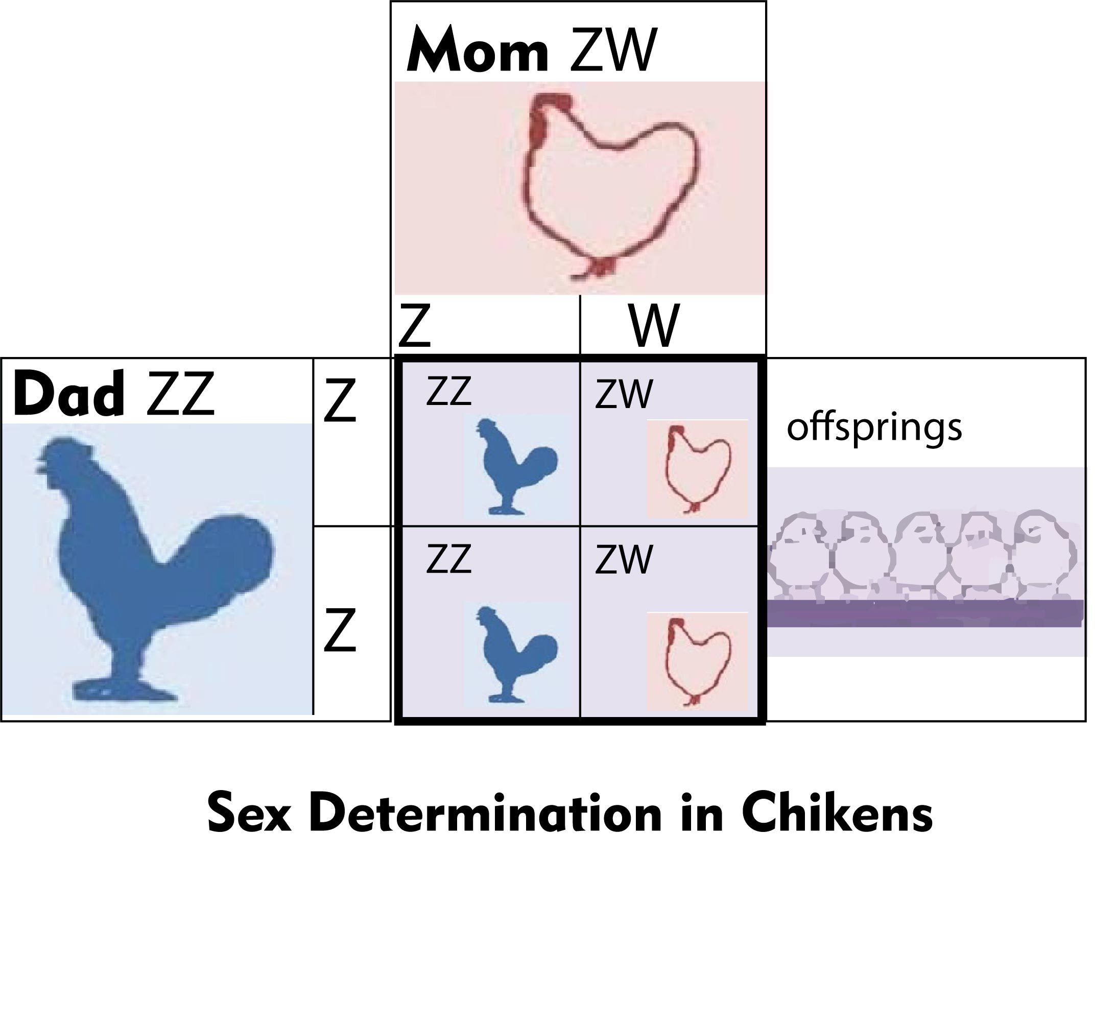 Which of the following possess a homogametic male aPlant class 12 ...