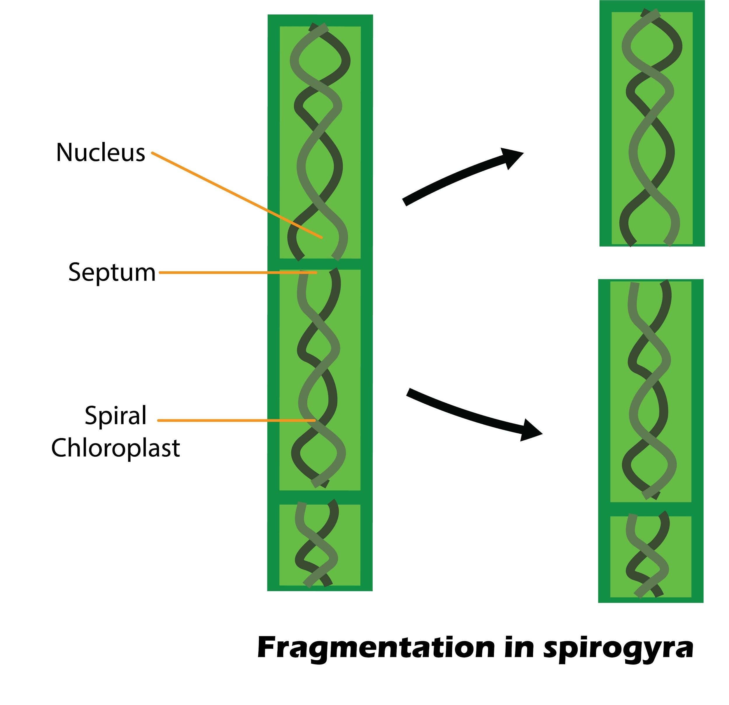 What will happen when Spirogyra filament attains considerable class 11 ...