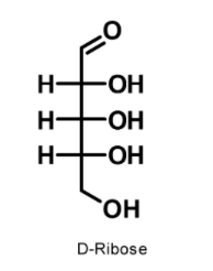 Ribose is an example of A Ketohexose B Aldopentose class 12 chemistry CBSE