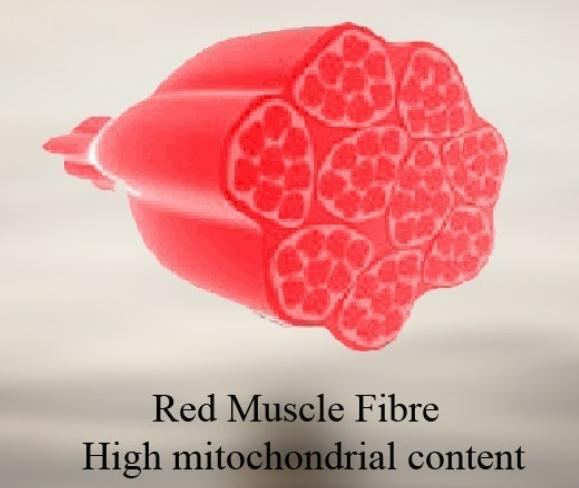 Red muscles are rich in (a) Only myosin(b) Hemoglobin and glucose(c ...