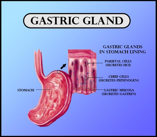 Partially digested semisolid food formed in the stomach class 11 ...
