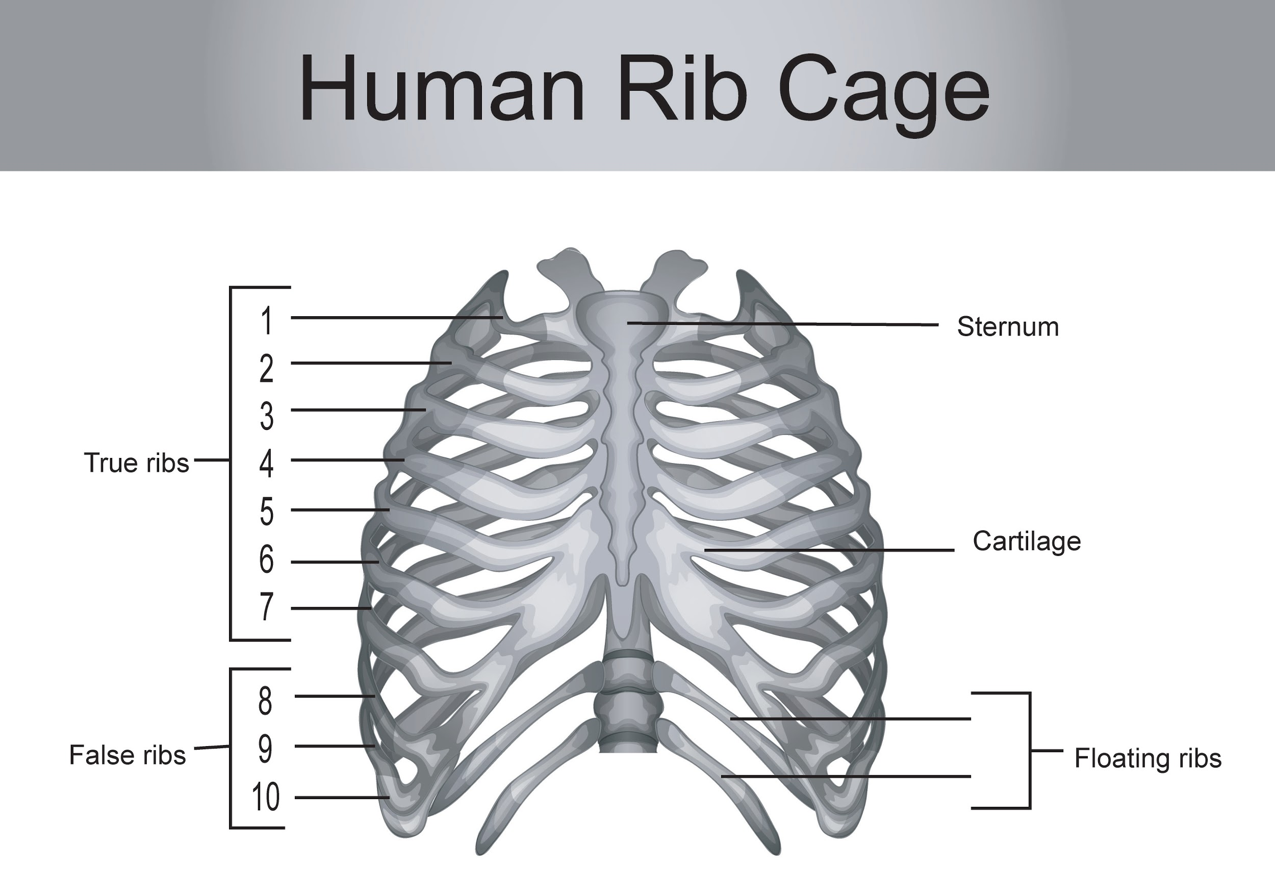 How many ribs does the human body have What are false class 11 biology CBSE