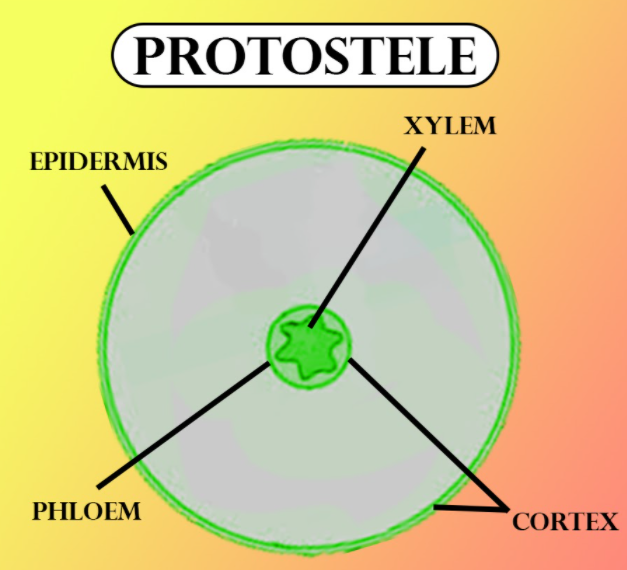 Protosteles are found in aBryophyta bGymnosperms cPteridophyta class 11 ...