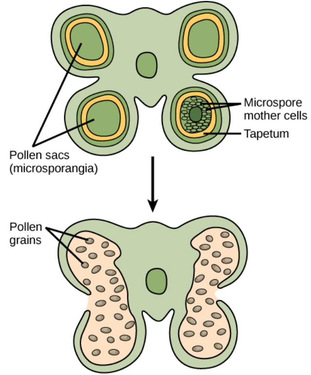 Why are angiosperms anther called dithecous Describe class 12 biology CBSE