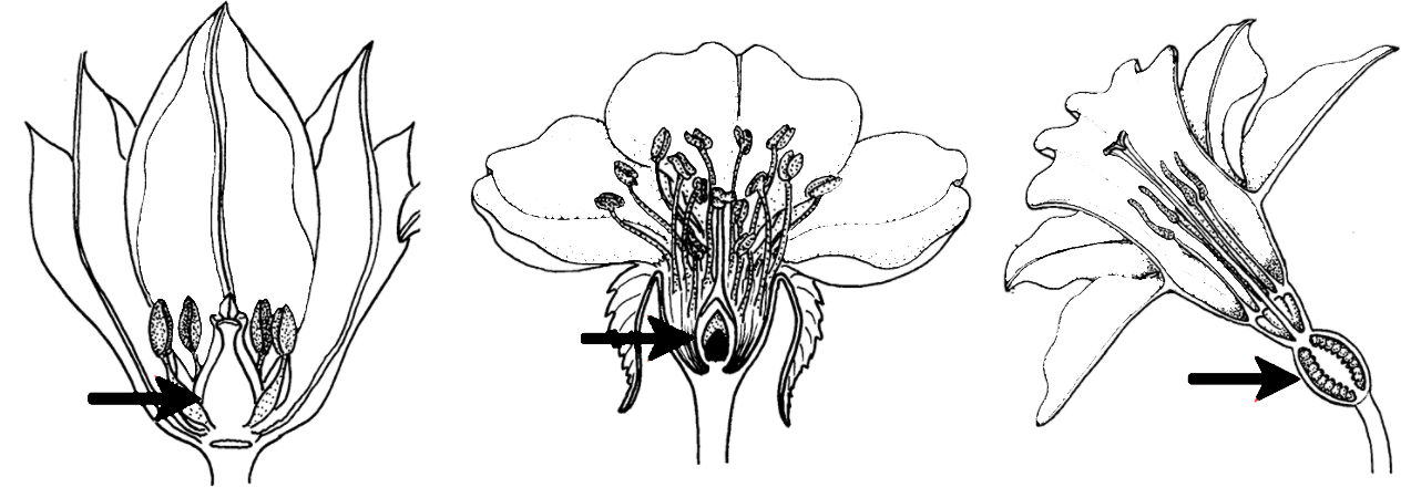 Among the following, identify the correct order of plants which exhibit ...