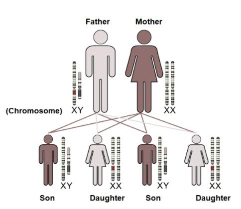Answer the following questions related to sex determination class 11 ...