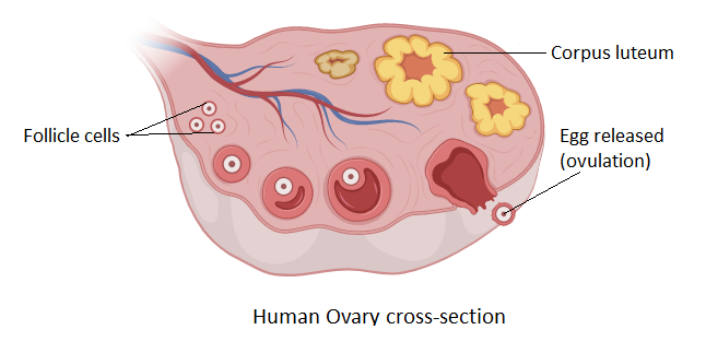 Estrogens are secreted by AFollicle cells BOvary CGerminal class 12 ...