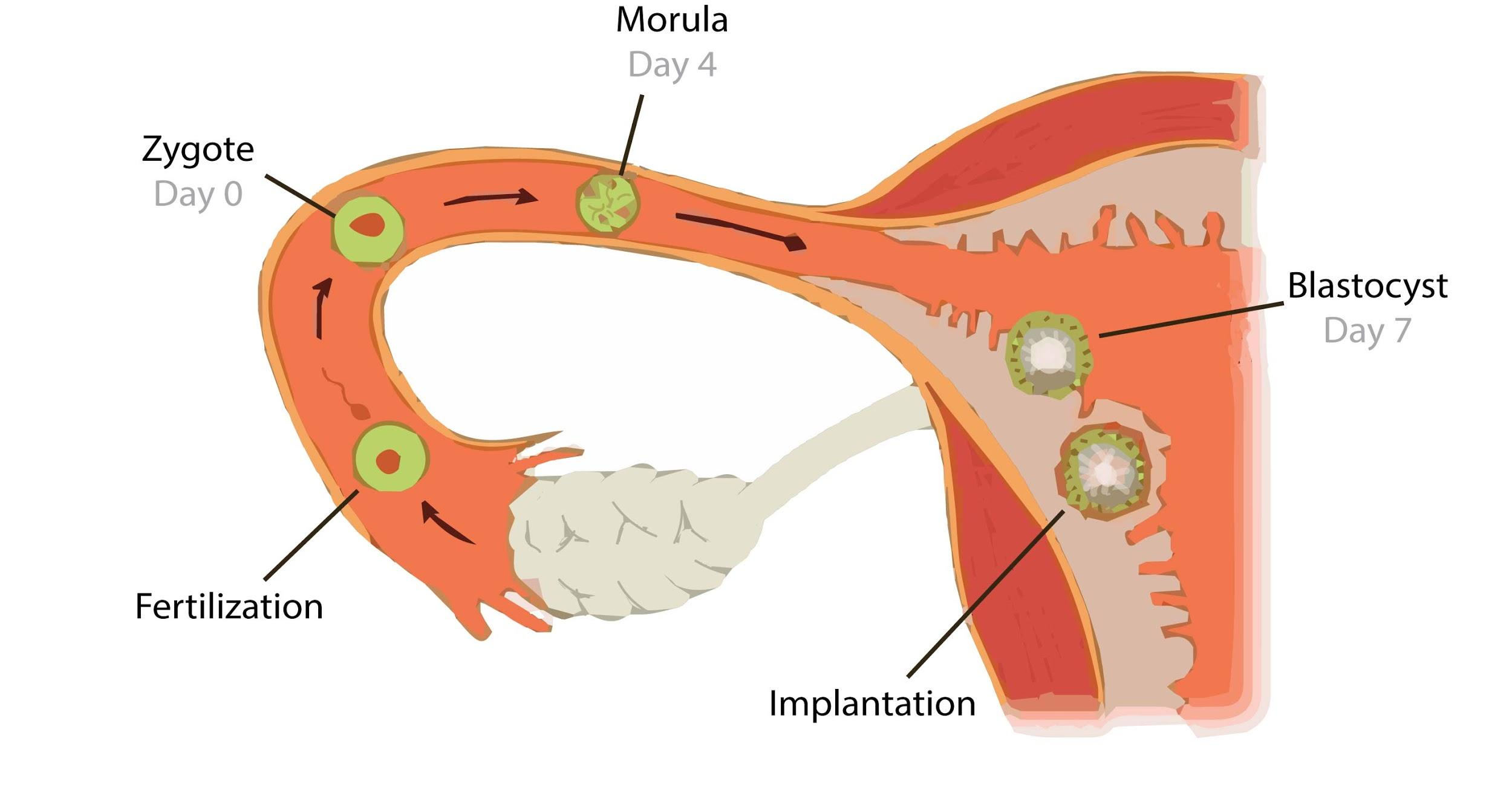 In the human female the blastocyst a Gets implanted class 12 biology CBSE