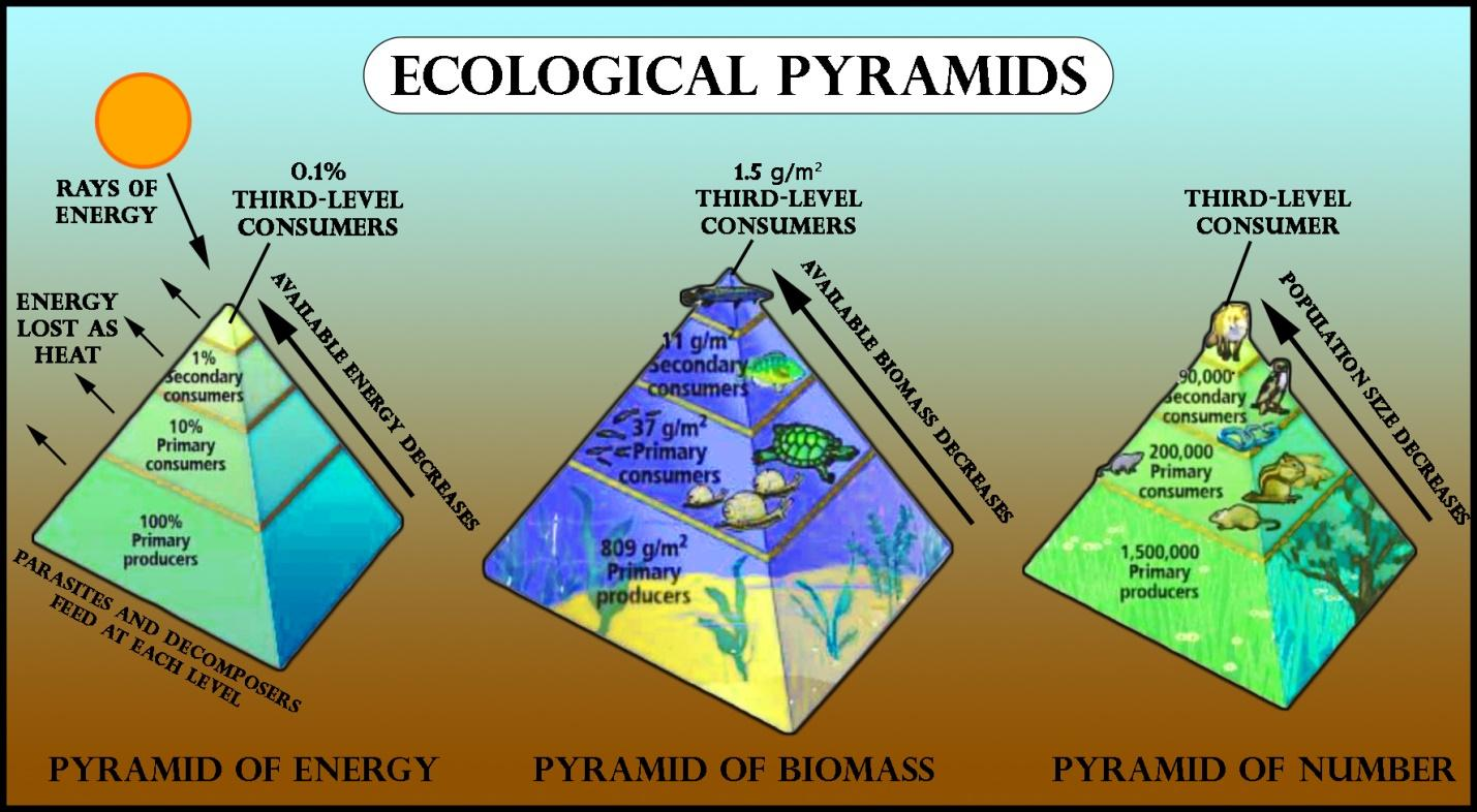 Read the following statements regarding ecological pyramids and choose the correct answer.(a ...